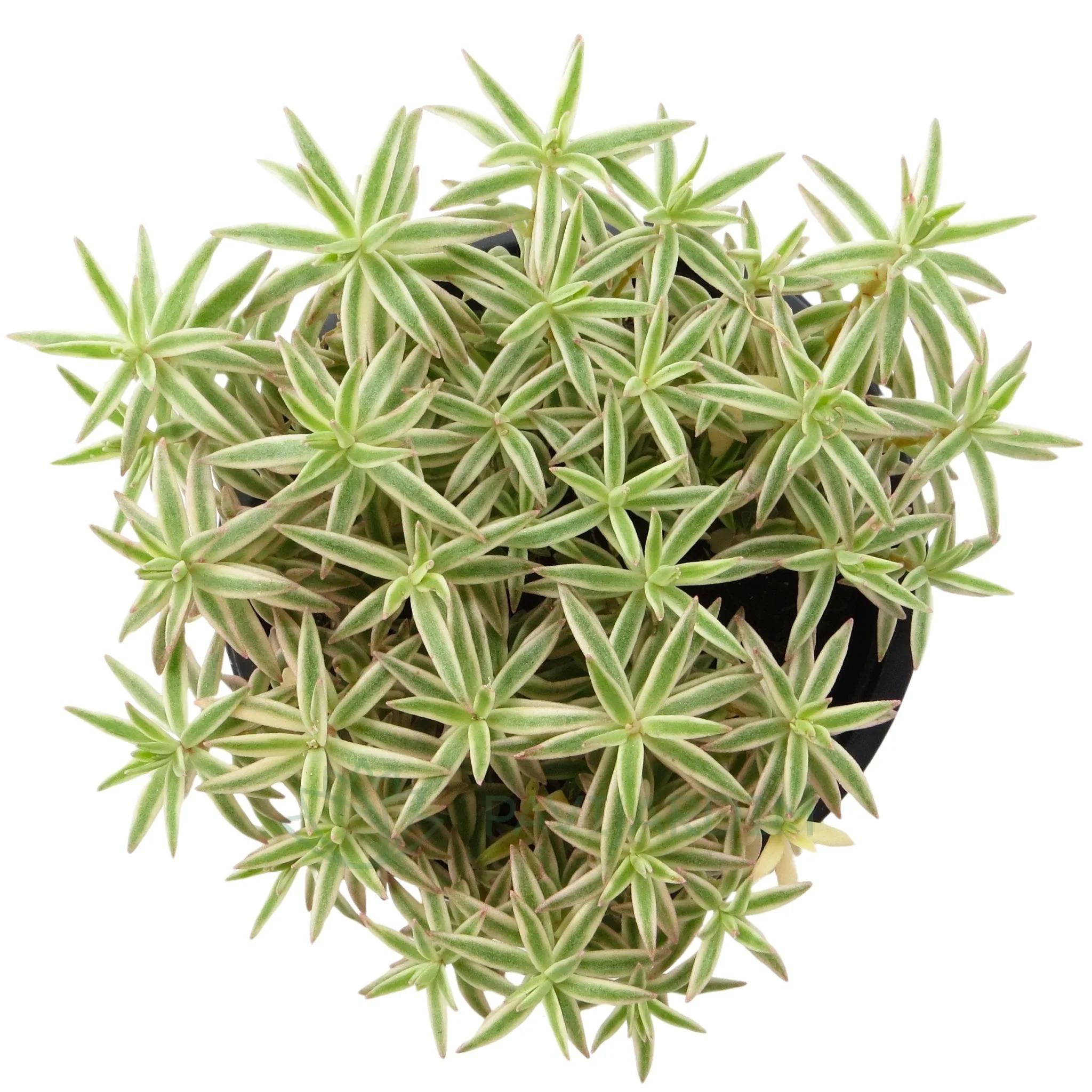 Sedum Lineare Variegata - Pavijardim