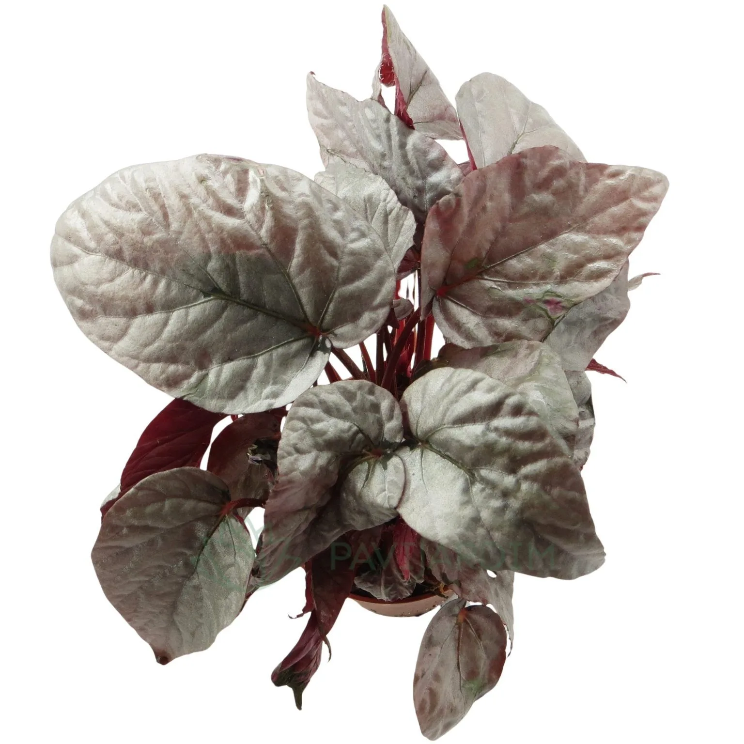 Begonia Rex Silver Limbo - Pavijardim