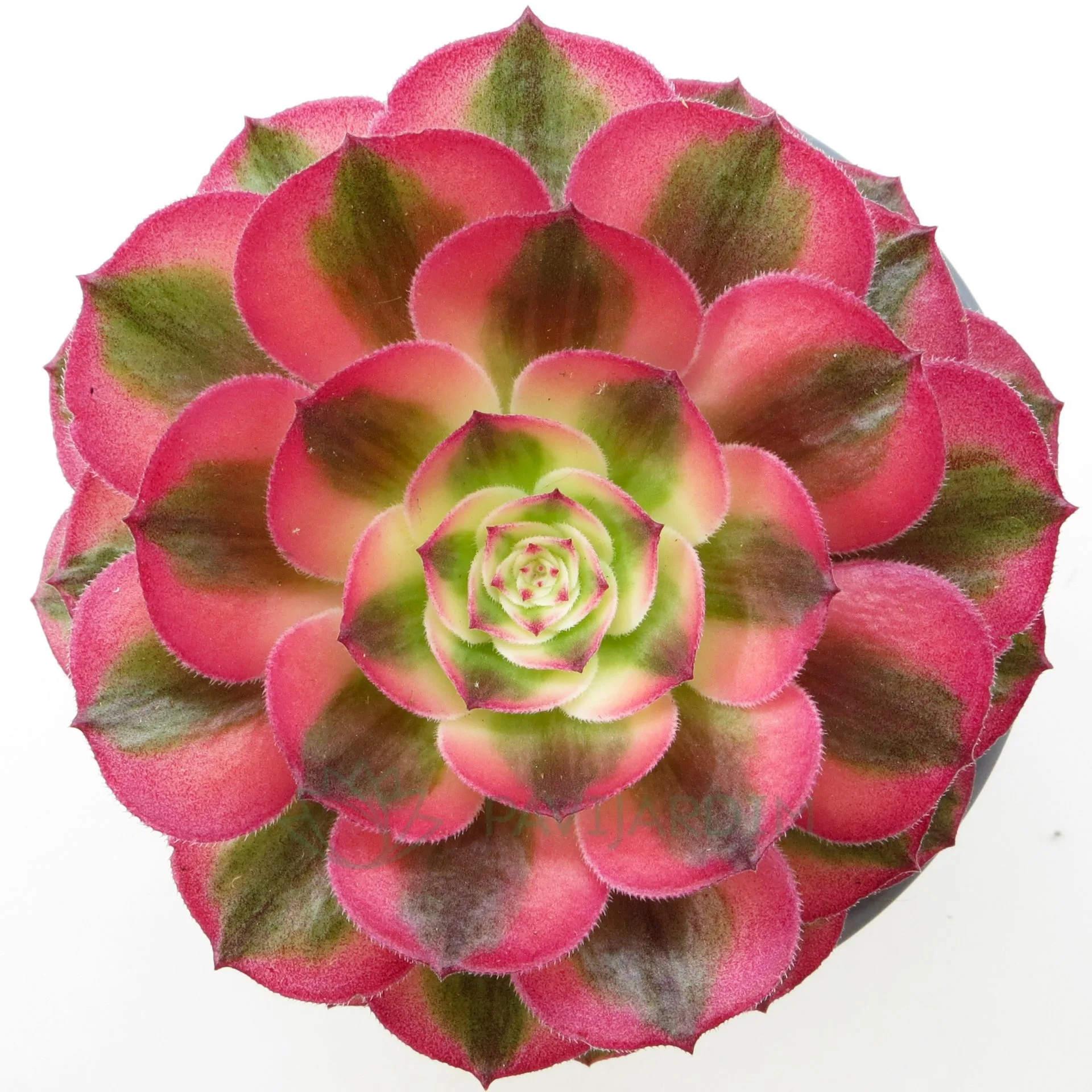 Aeonium Allure Fairy - Pavijardim