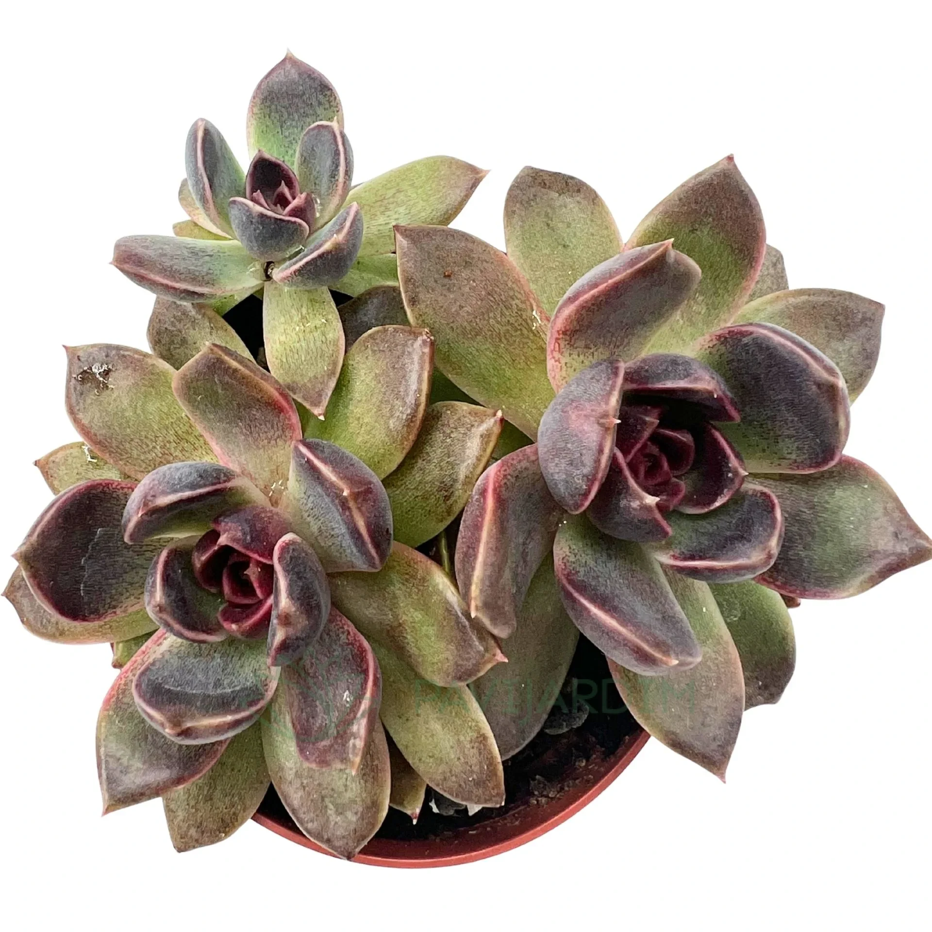 Echeveria 'Pushke' Cluster - Pavijardim