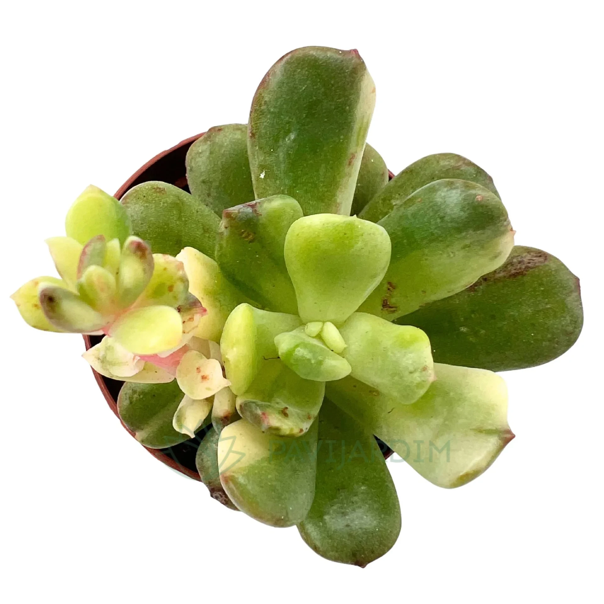 Echeveria 'Violet Queen' Variegata - Pavijardim