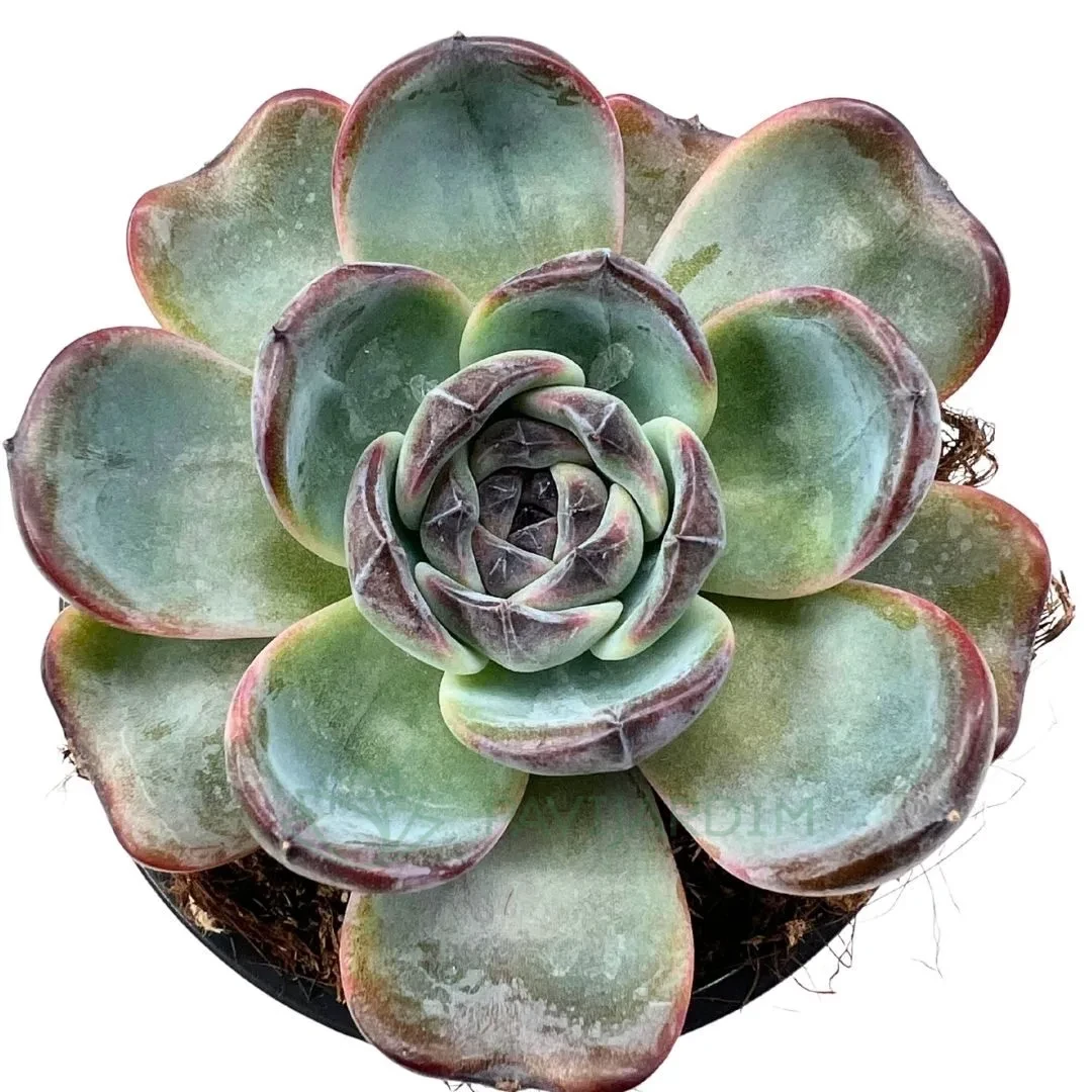 Echeveria 'Dark Opal' - Pavijardim